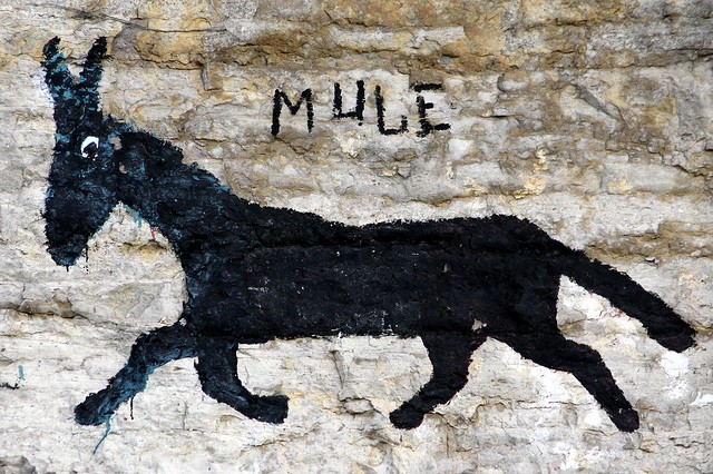 The Loveable, Stubborn Mule – From the Bench